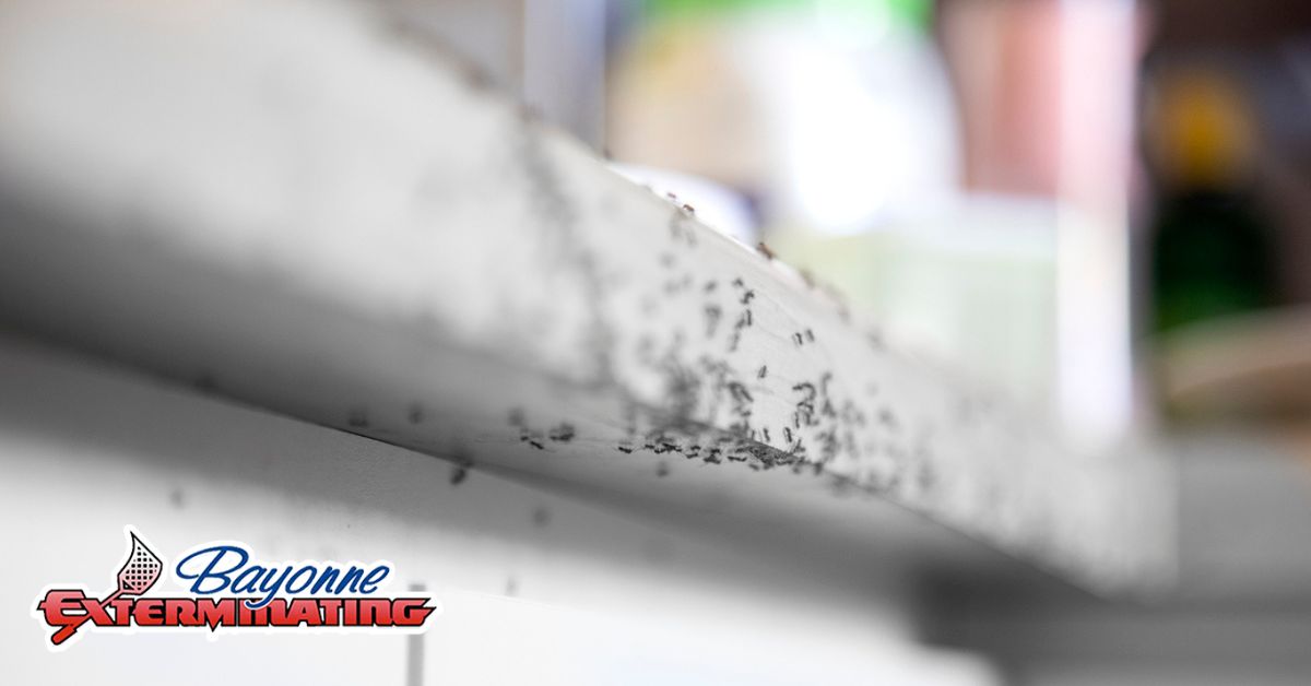 How to Identify and Prevent Common Household Pests