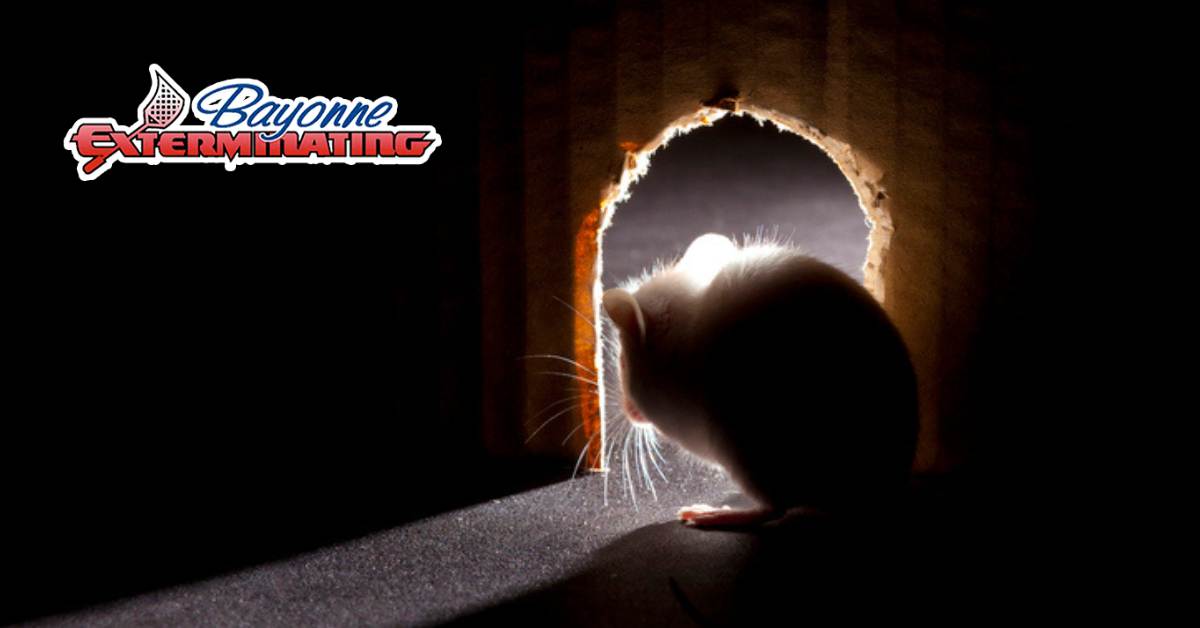 Signs You Have a Rodent Infestation (And When to Call a Professional ...