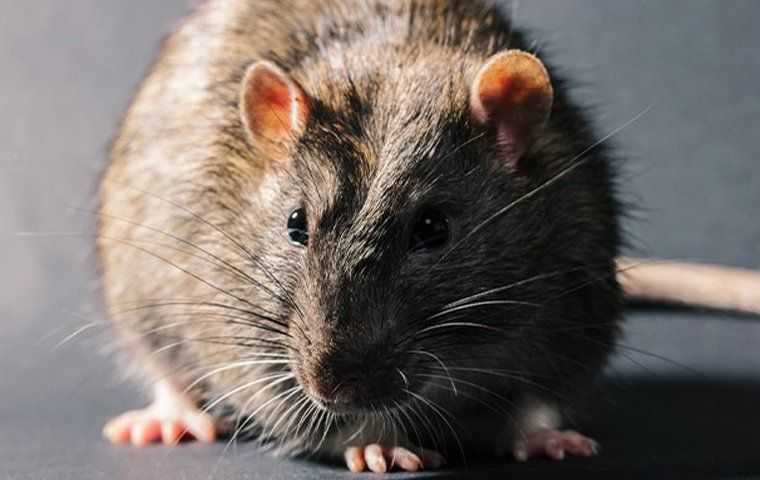 Norway Rat Identification Guide | Bayonne Exterminating Company